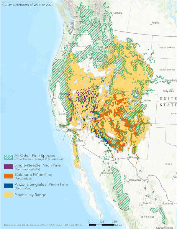 Unraveling the Plight of the Pinyon Jay – Adventure Journal